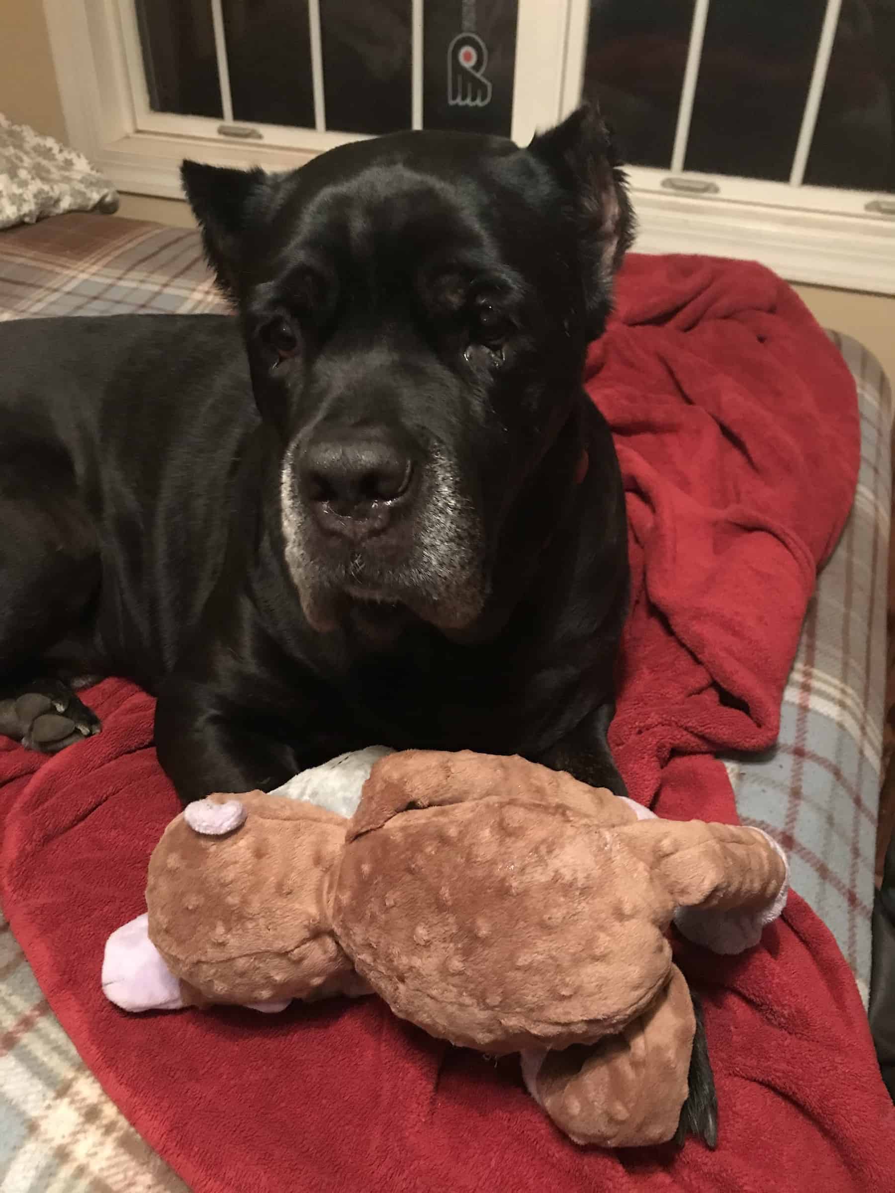 Dogs | canecorsorescue.org