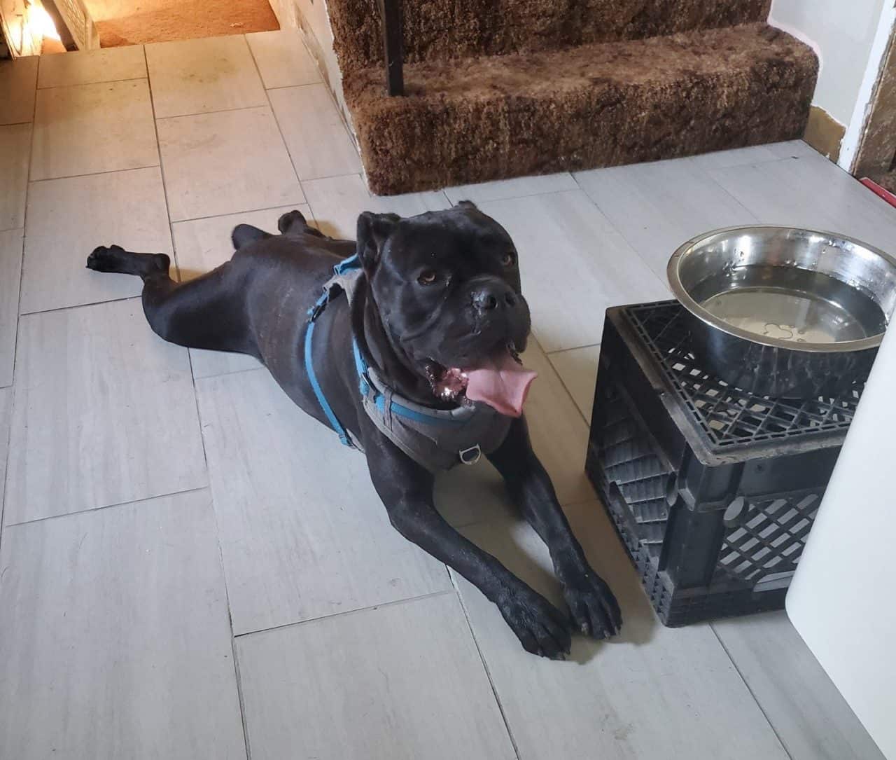 Luna Lou | Cane Corso Rescue, Inc.