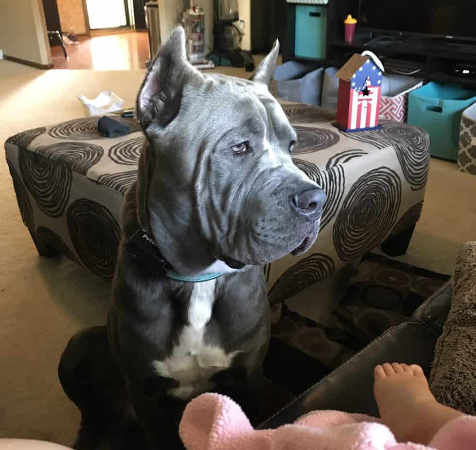 Bruce | Cane Corso Rescue, Inc.