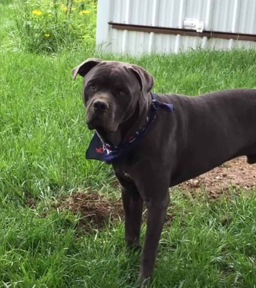 Nico | Cane Corso Rescue, Inc.