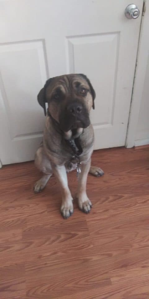 Apollo | Cane Corso Rescue, Inc.
