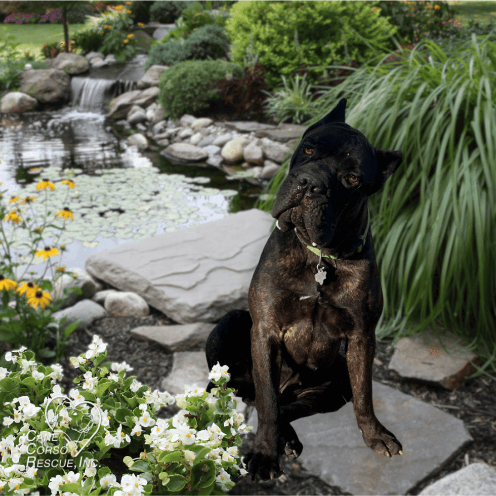 Merlin | Cane Corso Rescue, Inc.