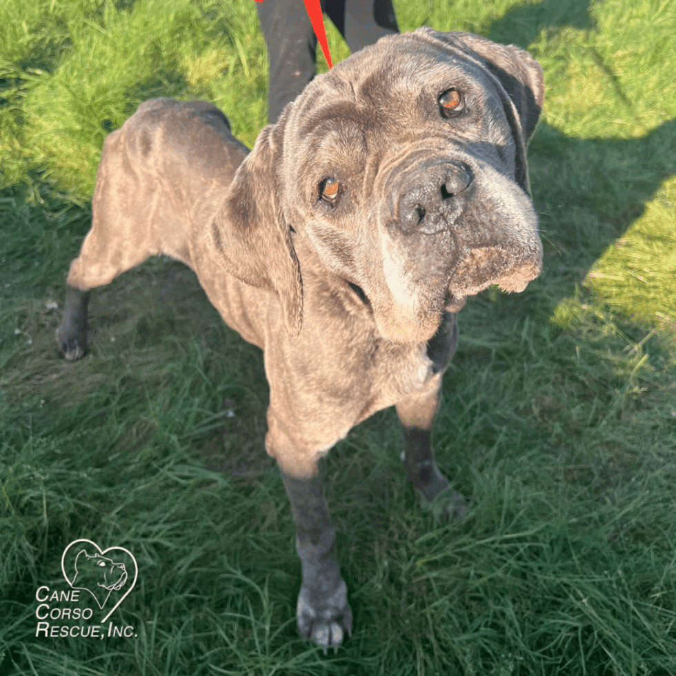 Nova | Cane Corso Rescue, Inc.