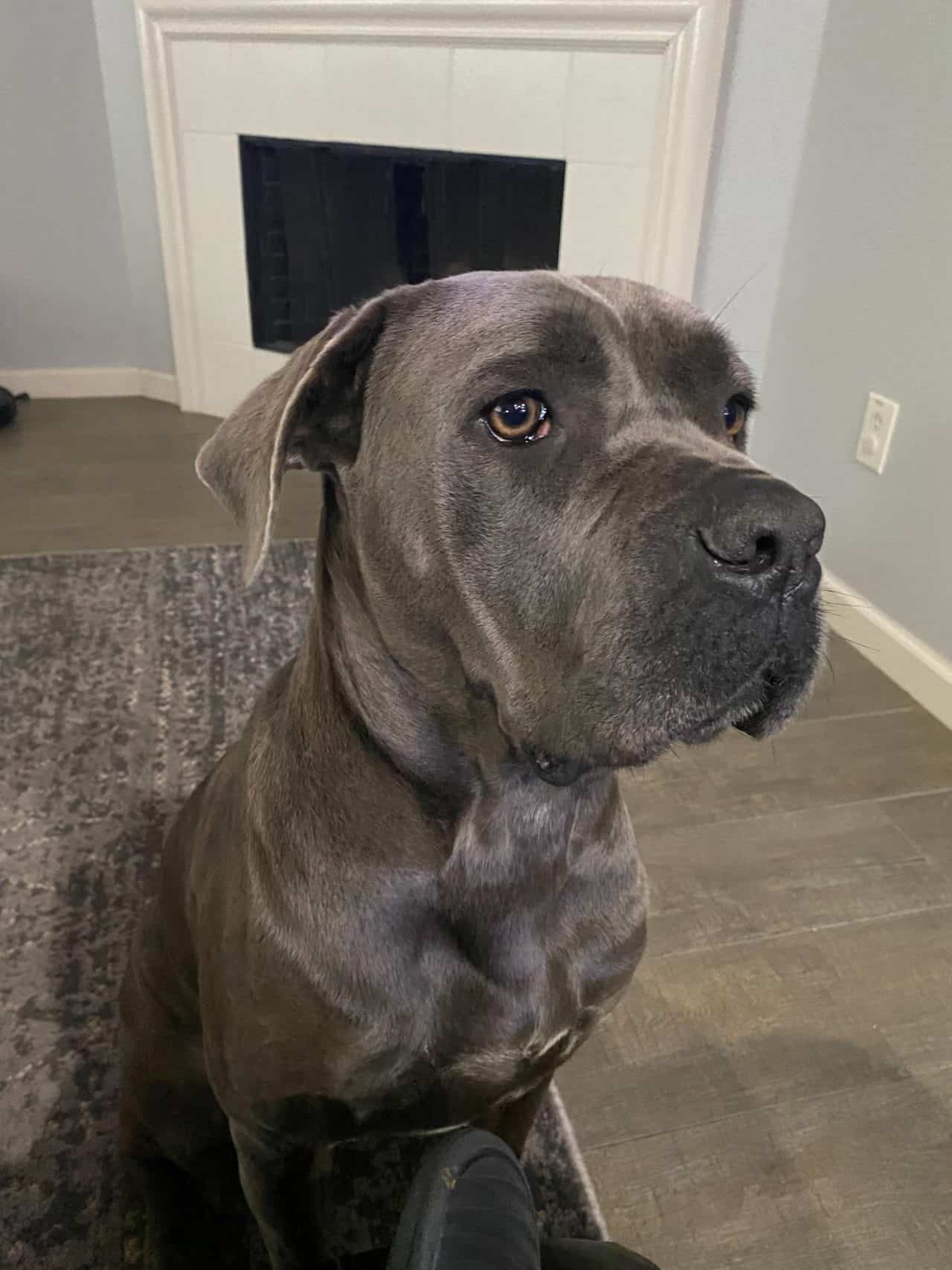 Athena | Cane Corso Rescue, Inc.