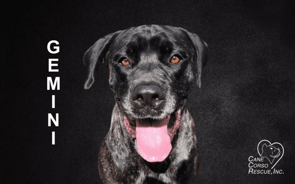 Gemini | Cane Corso Rescue, Inc.