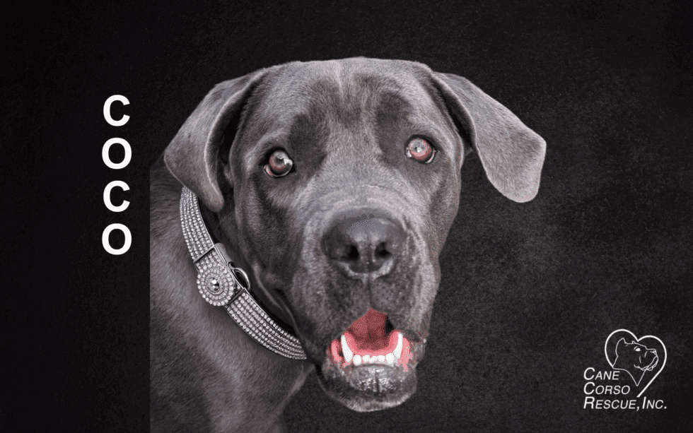Coco | Cane Corso Rescue, Inc.