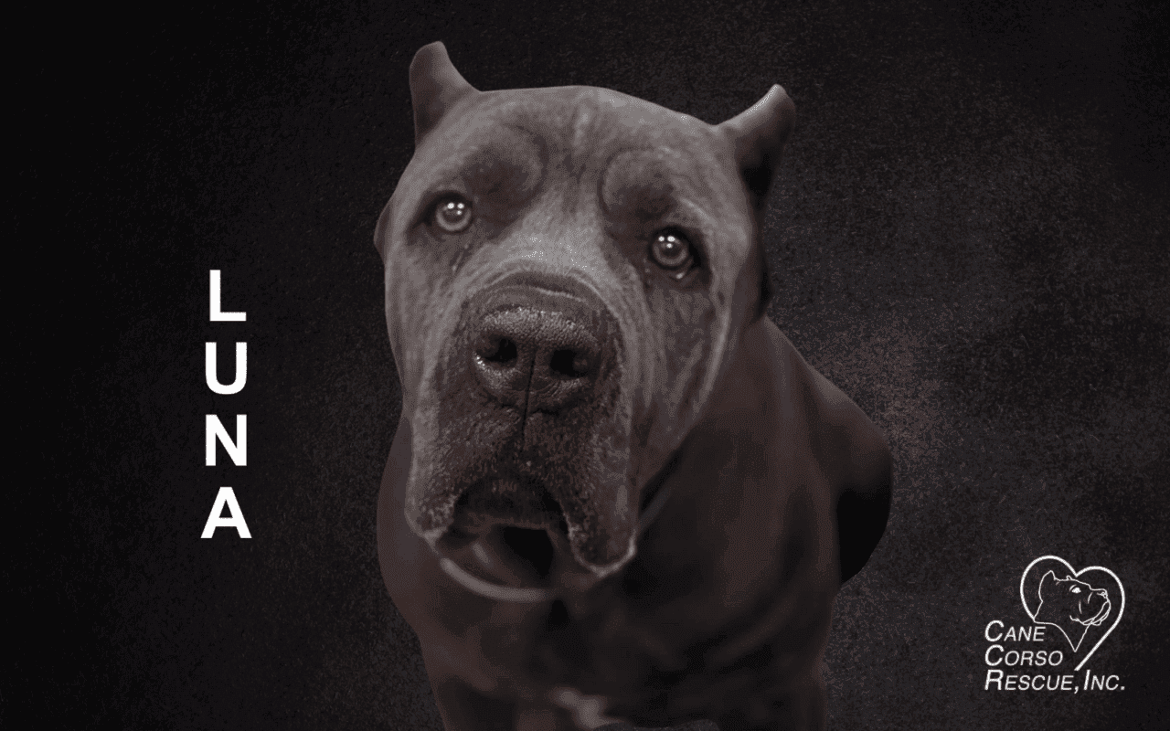 Luna | Cane Corso Rescue, Inc.