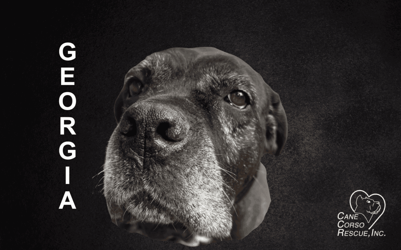 Georgia | Cane Corso Rescue, Inc.