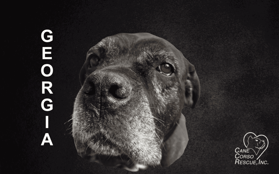 Georgia | Cane Corso Rescue, Inc.